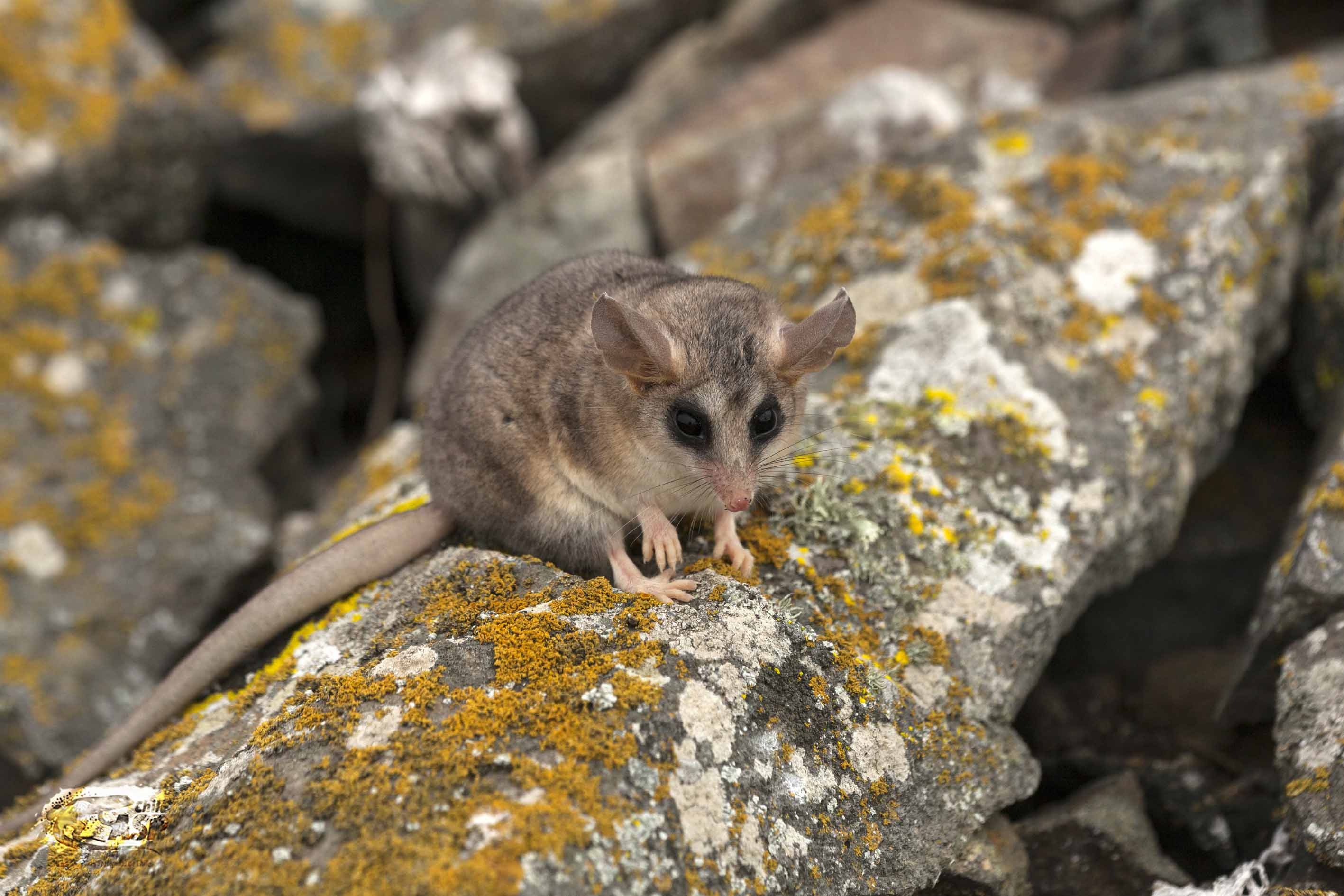 ChileASP | Areas Silvestres Protegidas